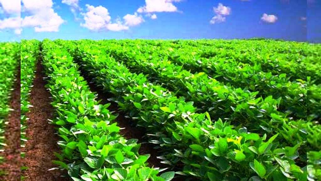 Learn About Zaid Crops Some Main Crop Grow Under Zaid Season