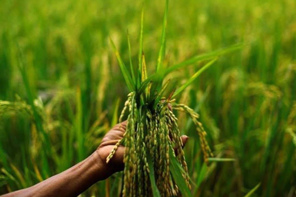 Learn About Zaid Crops Some Main Crop Grow Under Zaid Season