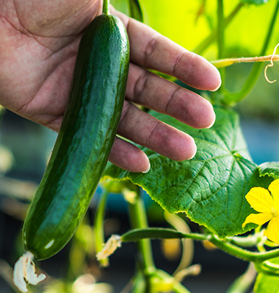 know about Cucumber,their nutrition fact and health benefits