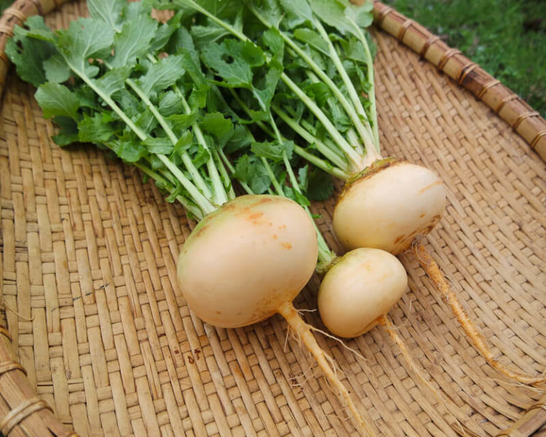 Turnip - Know About Propagate, Its Types And Benefits.
