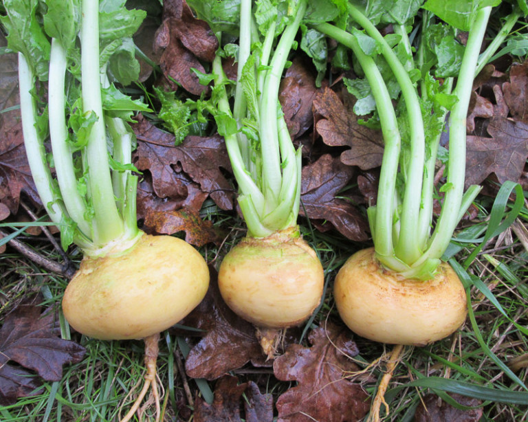 Turnip - Know About Propagate, Its Types And Benefits.