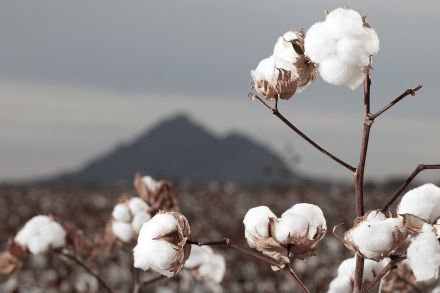 Cotton- Know About Advantages and Facts of Cotton - FHASAL