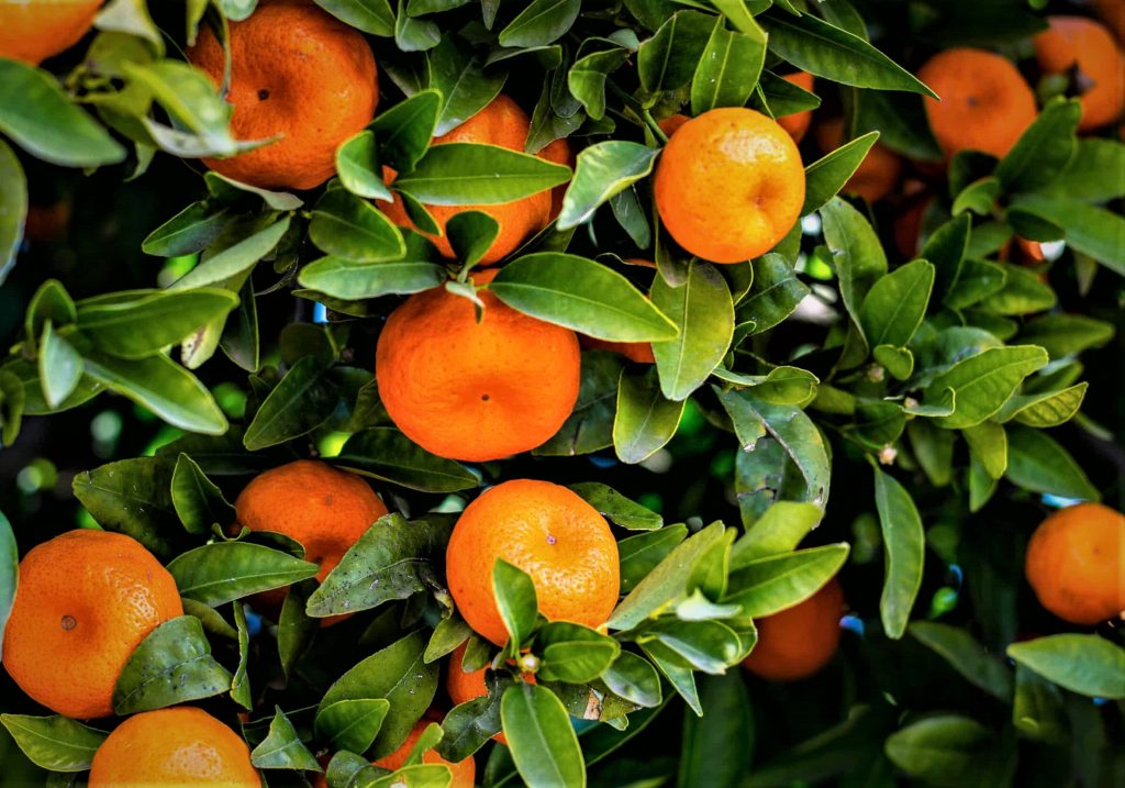 Mandarin orange - know about nutrition and health benefits
