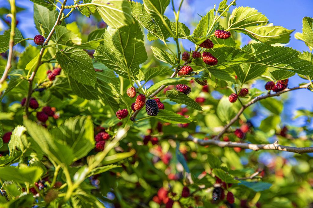 Mulberry - know About physical description and advantages