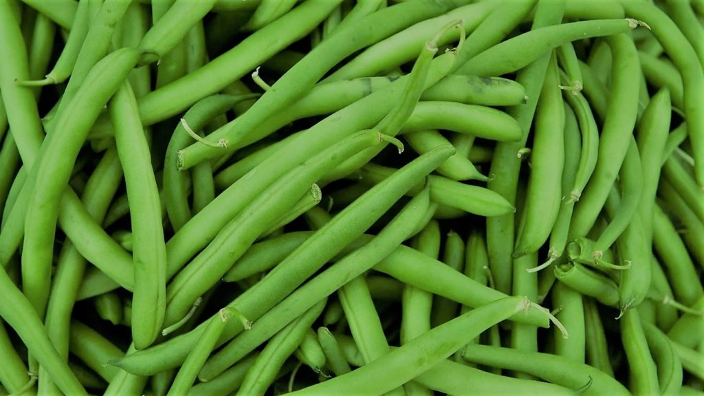 Cowpea : Cowpea planting , storage And Health Advantages