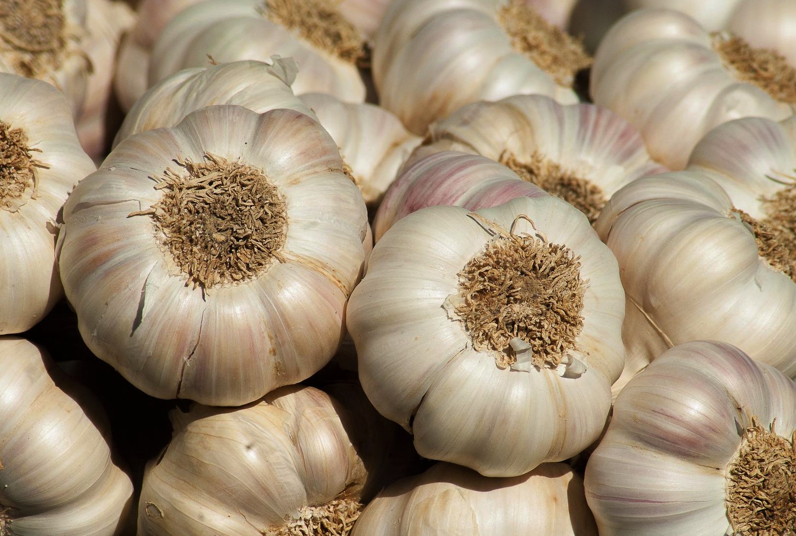 Garlic Nutritional Value Health Benefits At Isaac Soundy Blog