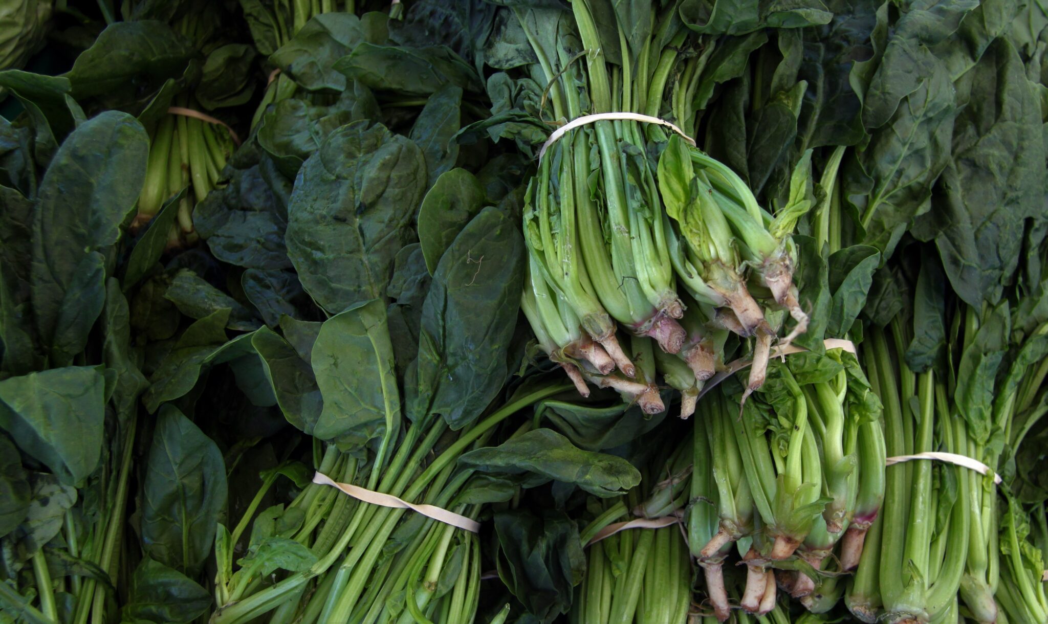 Spinach(Palak)- Physical Description, Nutrient fact &Benefit