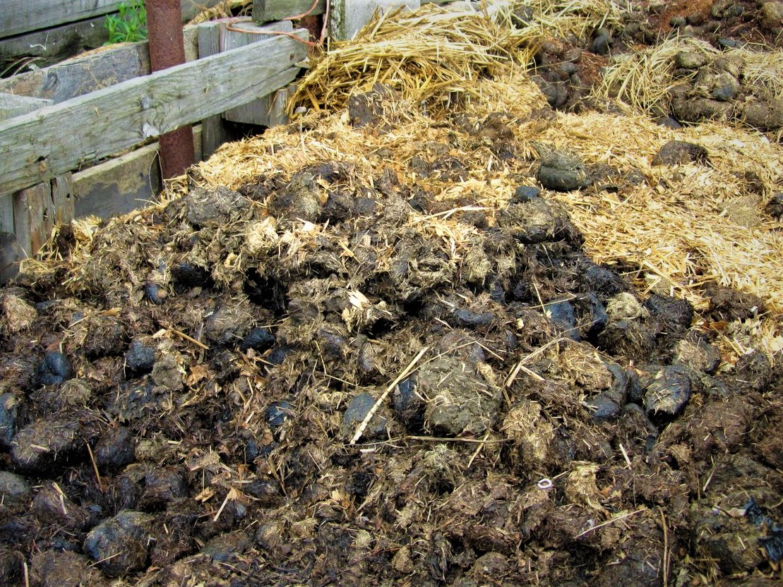 Manure - One of the Best Organic fertilizers in agriculture