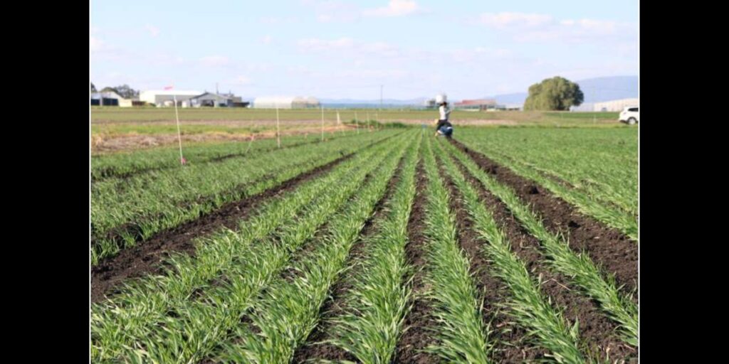 Barley Production - List of countries for Barley Production