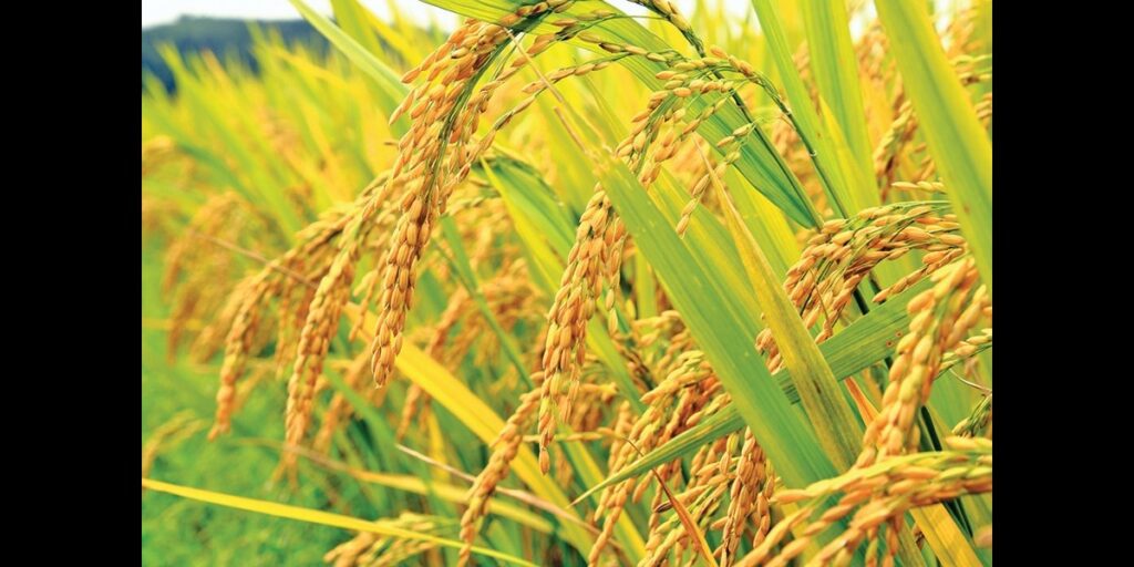 Rice production-List of top Courtiers for production of rice